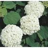 1.5-Gallon White Annabelle Hydrangea Flowering Shrub in Pot (L6812) at ...