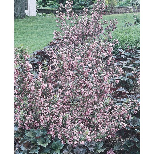 Red Tango Weigela Flowering Shrub in Pot (Lw01864) in the Shrubs ...