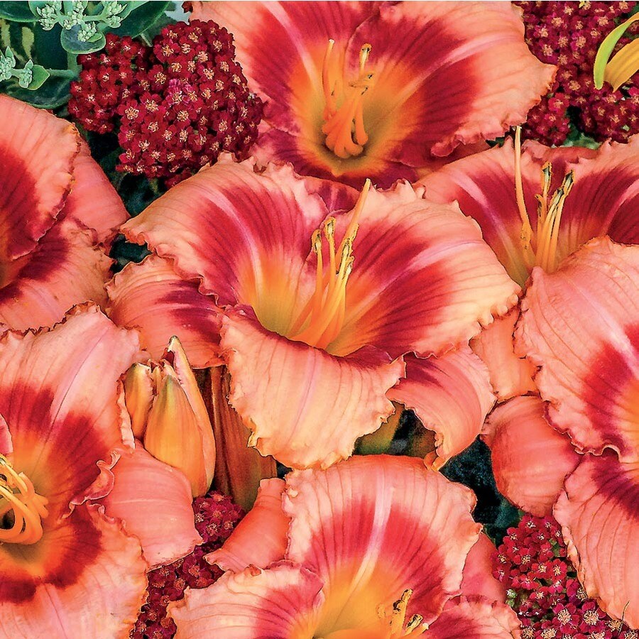 2.62-Quart in Pot Strawberry Candy Daylily (L15755) at Lowes.com