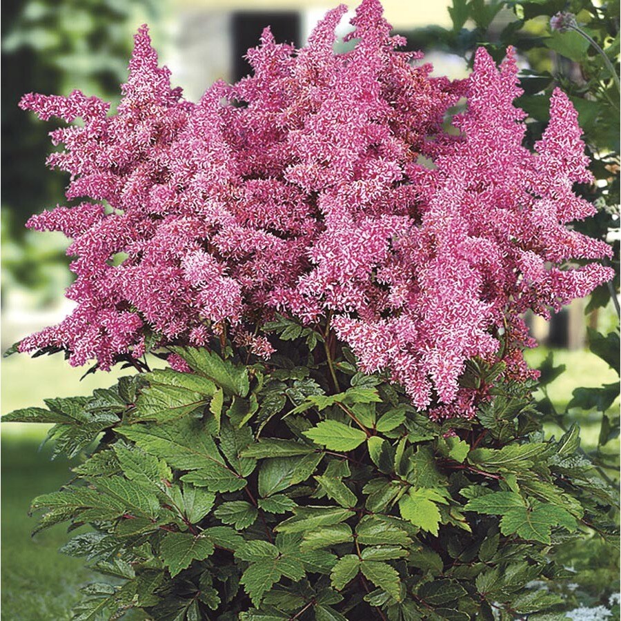 2.62-Quart in Pot Rhythm & Blues; Astilbe (L2661) in the Perennials ...