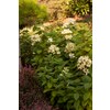 First Editions 3-Gallon White White Diamonds Hydrangea Flowering Shrub ...