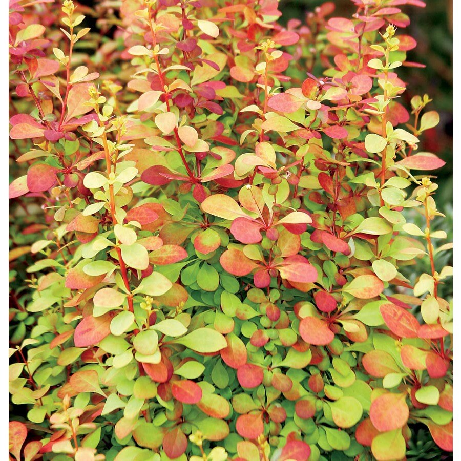 Orange Barberry