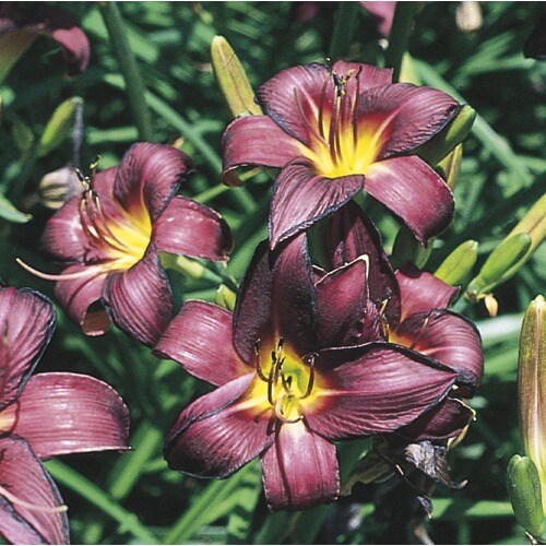 2.62-Quart in Pot Grape Magic Daylily (L7649) in the Perennials ...
