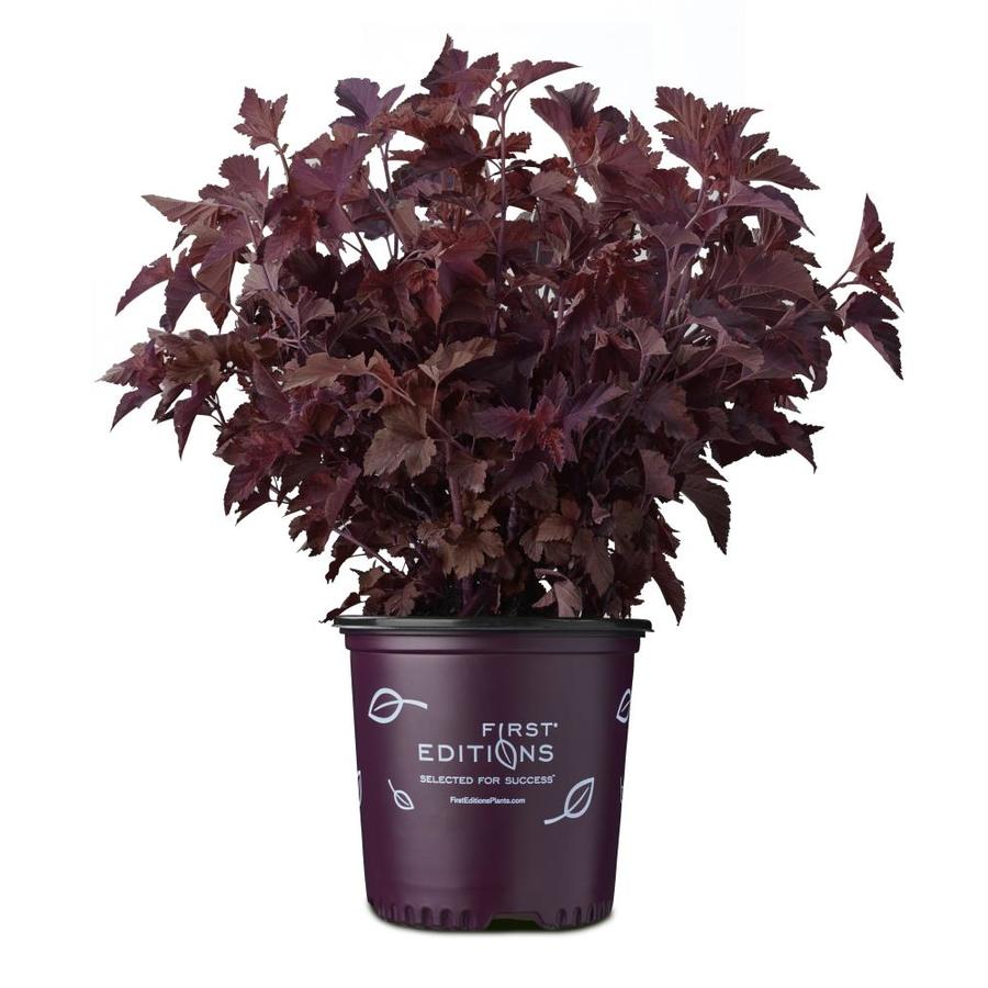 First Editions 2-Gallon Pink Little Devil Ninebark Feature Shrub in Pot ...