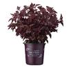 First Editions 2-Gallon Pink Little Devil Ninebark Feature Shrub in Pot ...