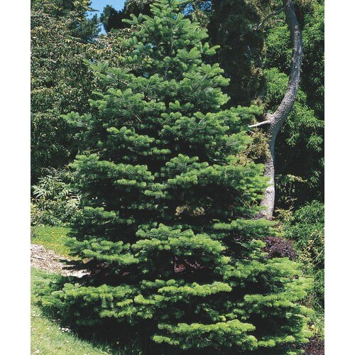 2.5-in Fraser Fir Feature Tree (L4162) at Lowes.com