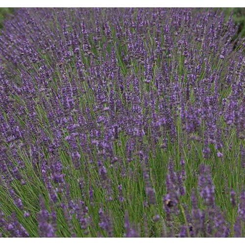 Proven Winners 1-Gallon in Pot Lavender in the Perennials department at ...