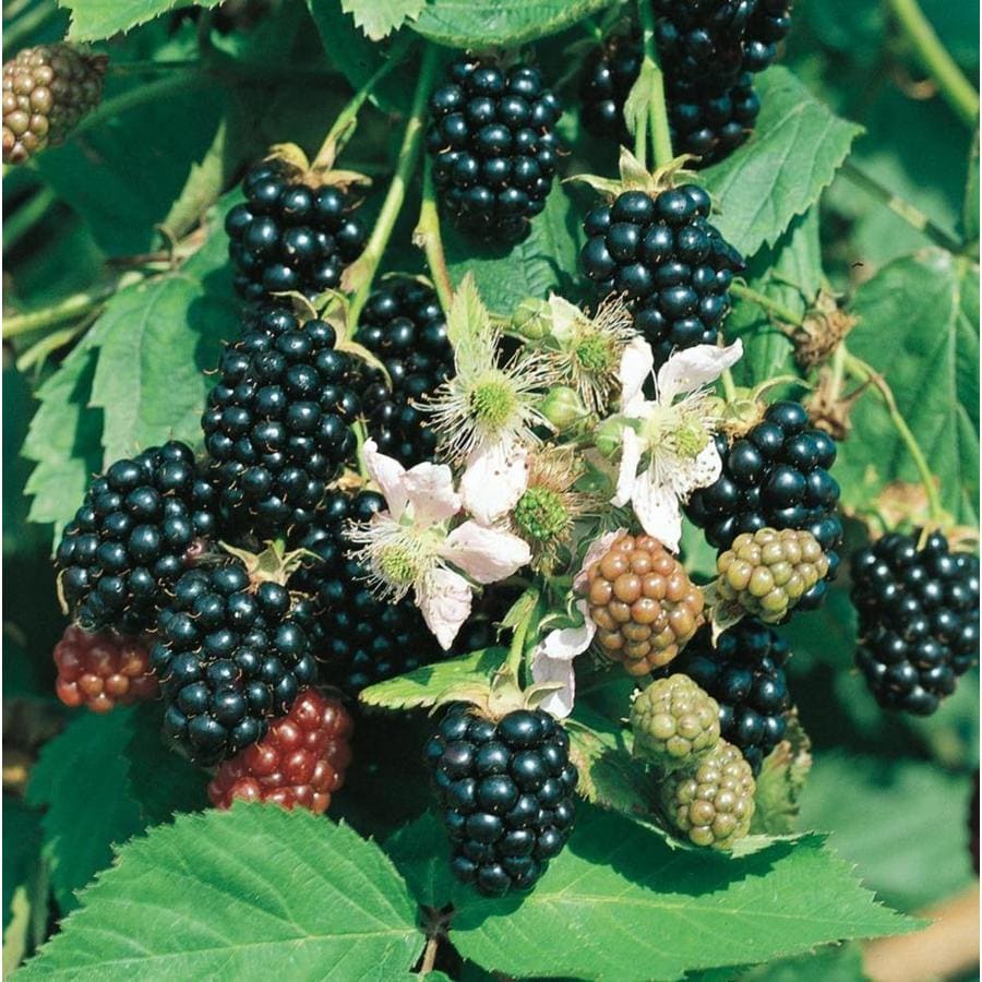 1.25-Quart Rubus Sp at Lowes.com