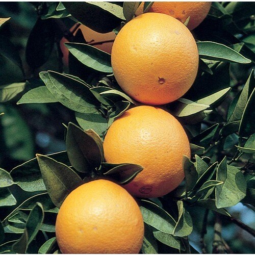 Citrus Sinensis Semi-dwarf Tree (L6110) at Lowes.com