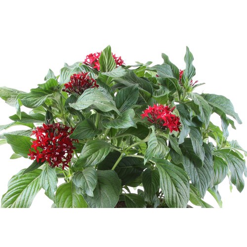 1.5-Gallon Multicolor Pentas in Hanging Basket (L3331) at Lowes.com