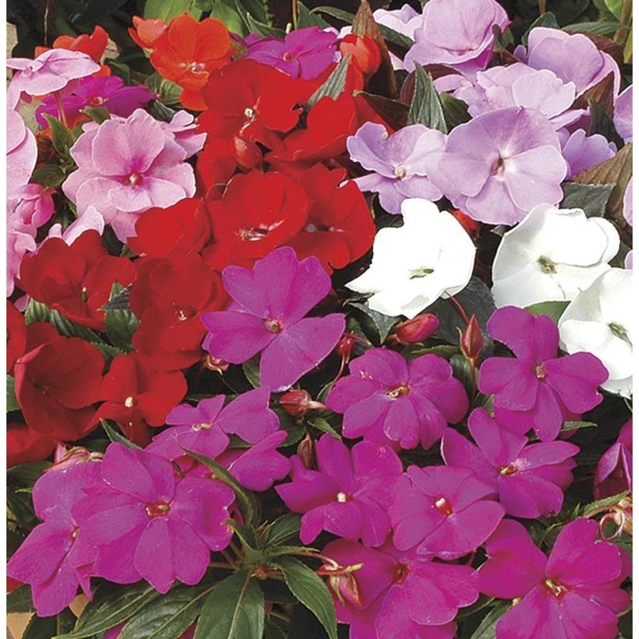 6-Pack Multicolor New Guinea Impatiens in Tray (L3080) at Lowes.com