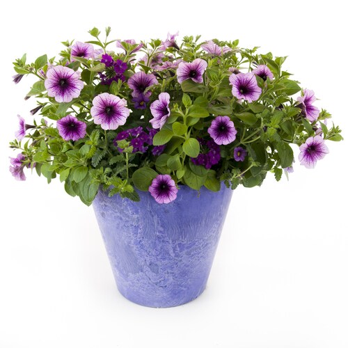 Napa Purple Cleopatra Napa Grape Planter Kit at Lowes.com