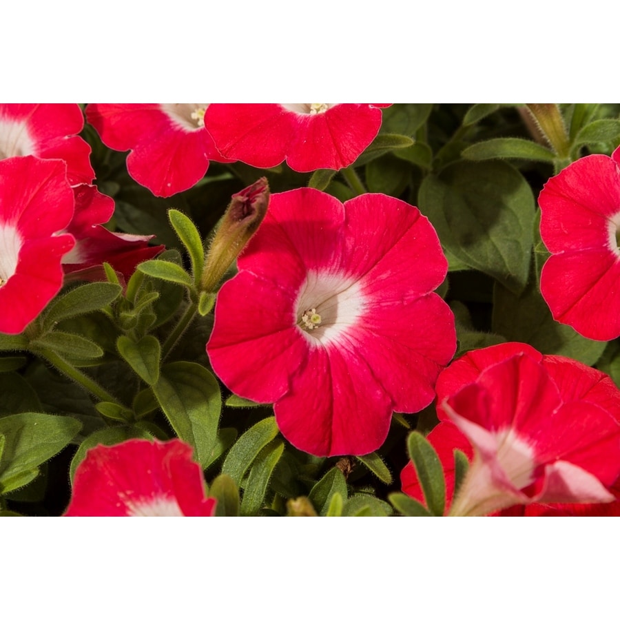 2.5-Quart Multicolor Petunia in Pot (L11798) at Lowes.com