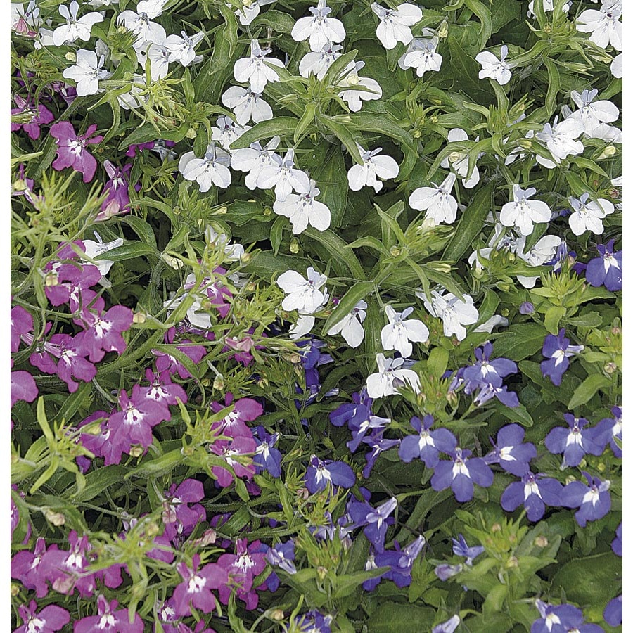 1-Gallon Multicolor Lobelia (L9900) at Lowes.com