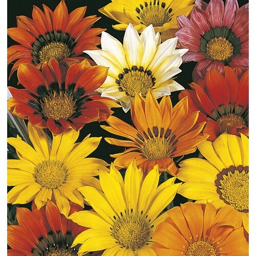 1-Quart in Pot Gazania (L3957) in the Perennials department at Lowes.com