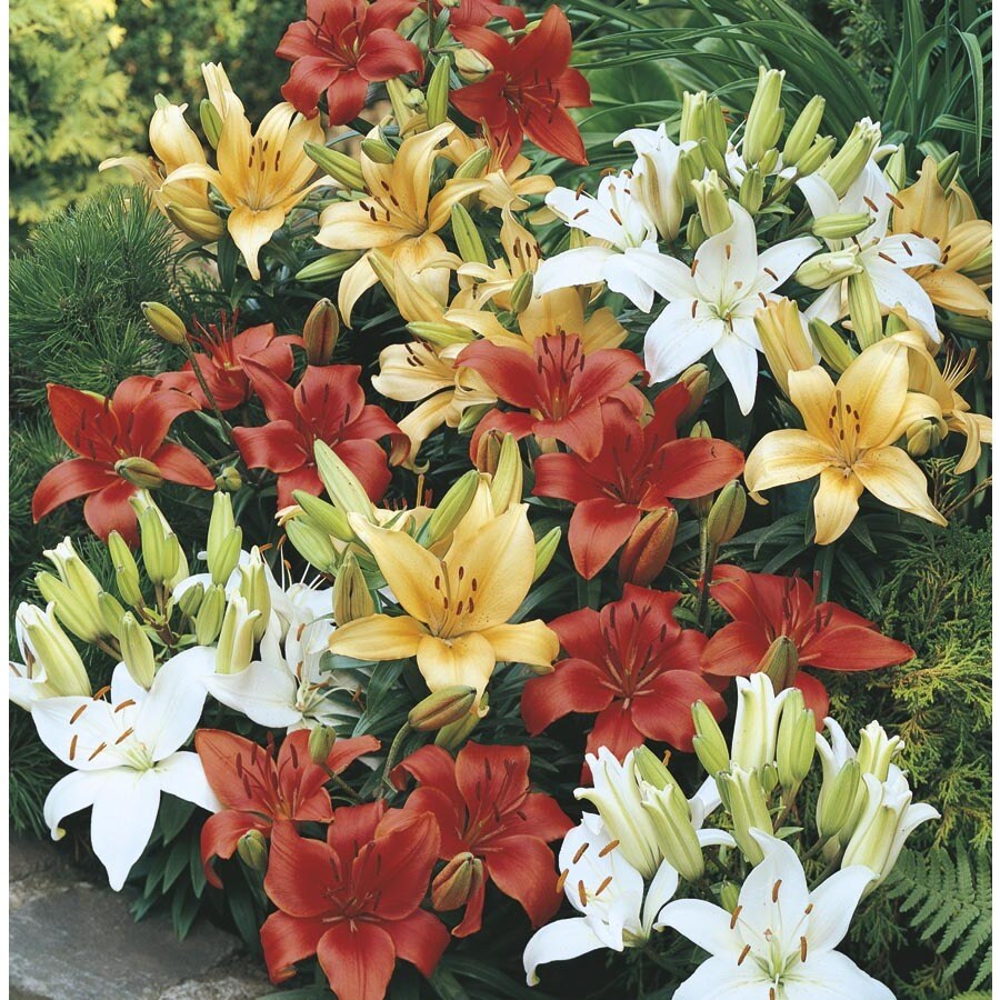 1.92-Gallon in Pot Asiatic Lily (Lw01857) at Lowes.com