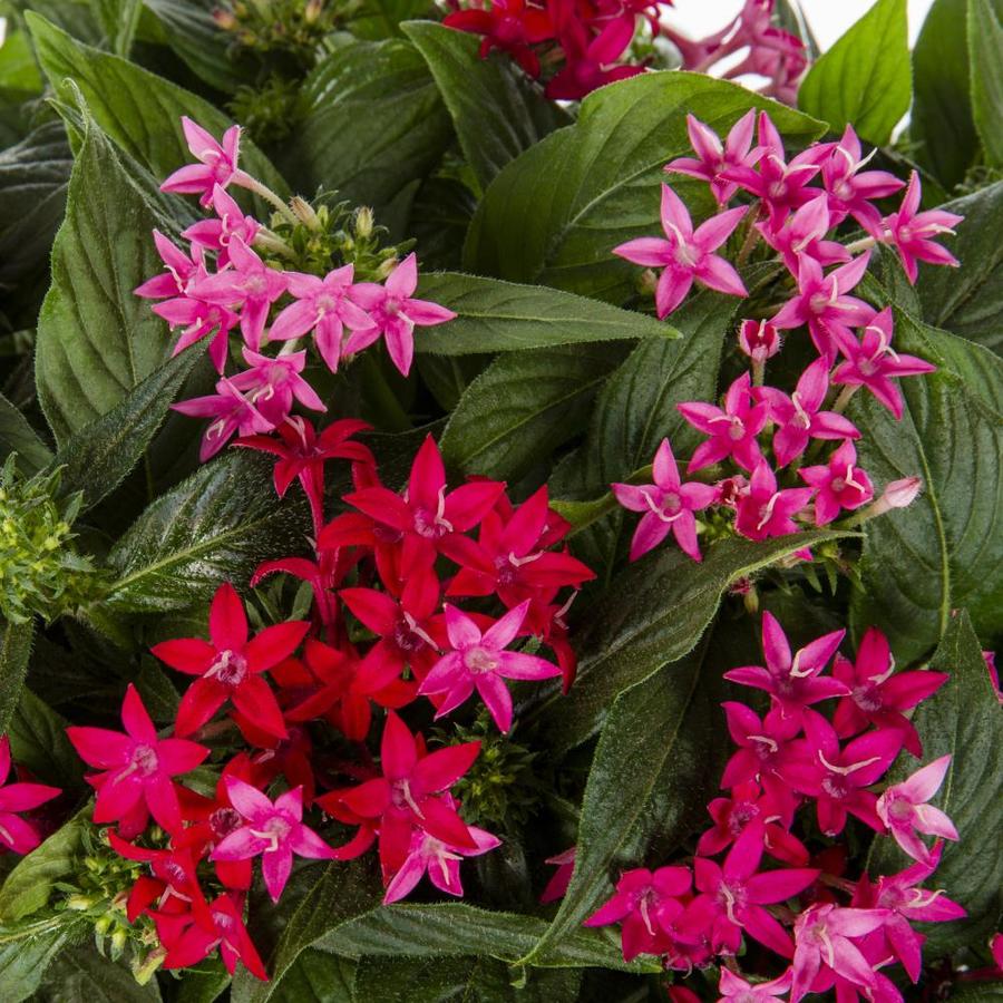 1-Gallon in Pot Pentas (L10436) in the Perennials department at Lowes.com
