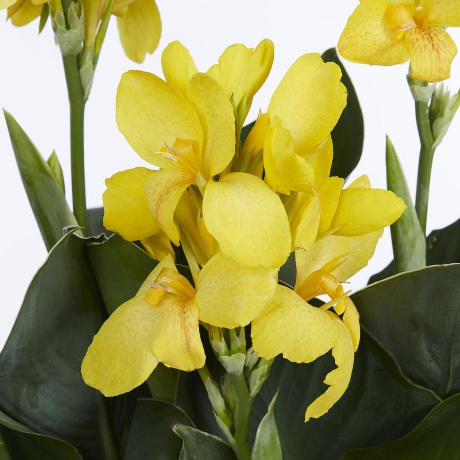 Monrovia 1-Gallon in Pot Canna Cannova Yellow at Lowes.com