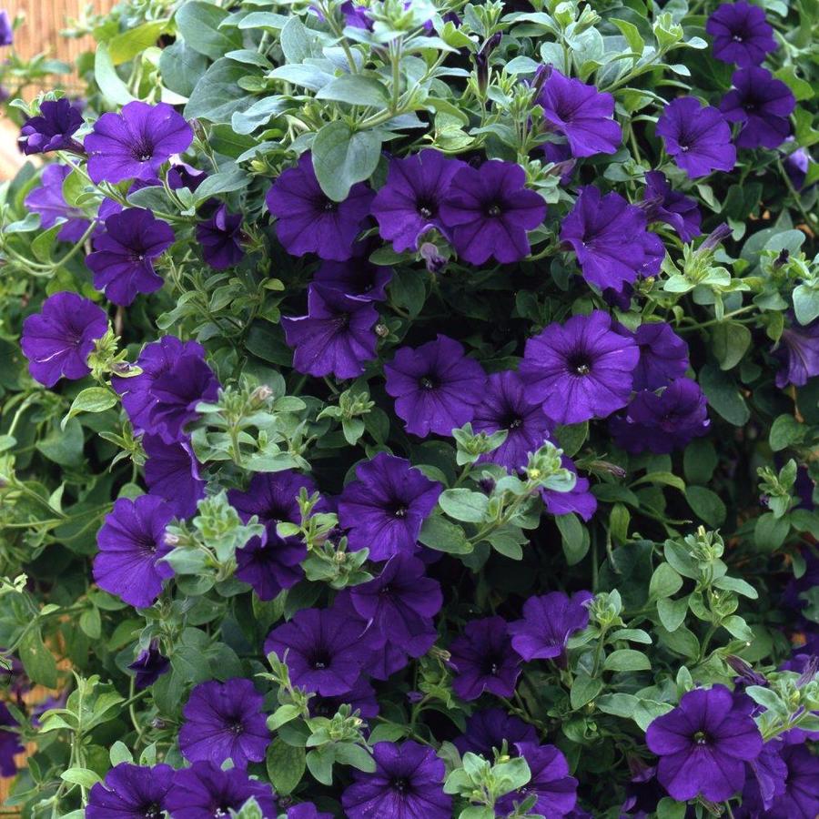 1-Quart Blue Petunia in Pot at Lowes.com