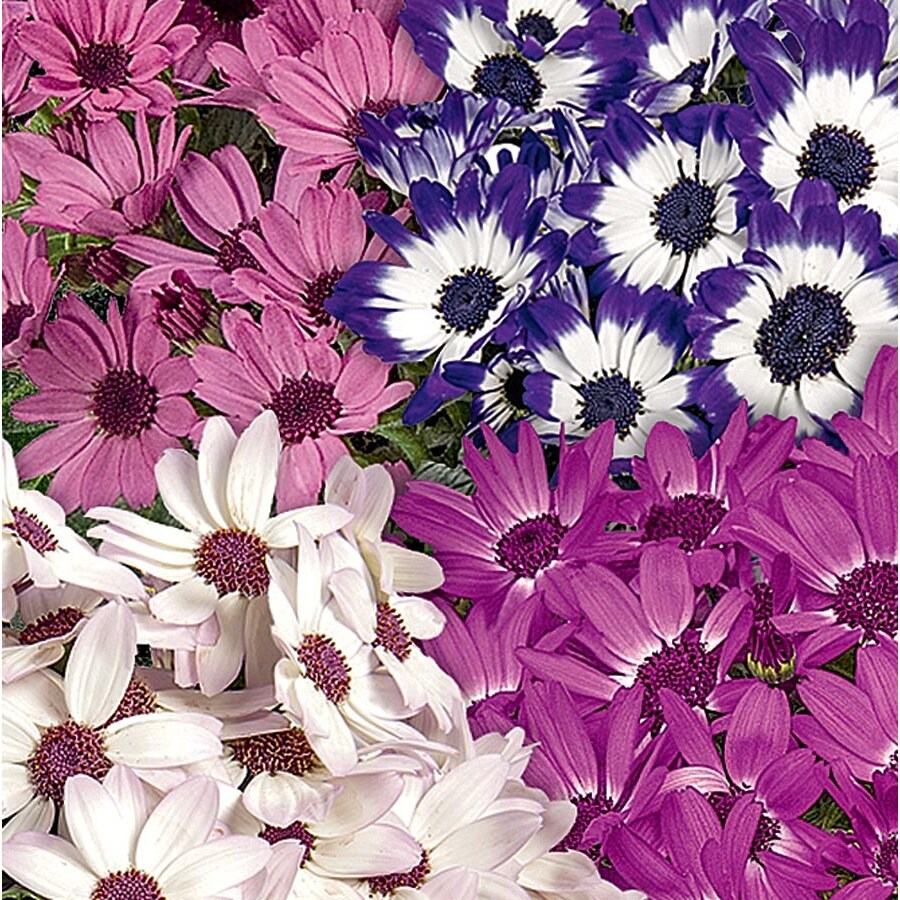 1.25-Quart Multicolor Todaisy Pericallis in Pot at Lowes.com