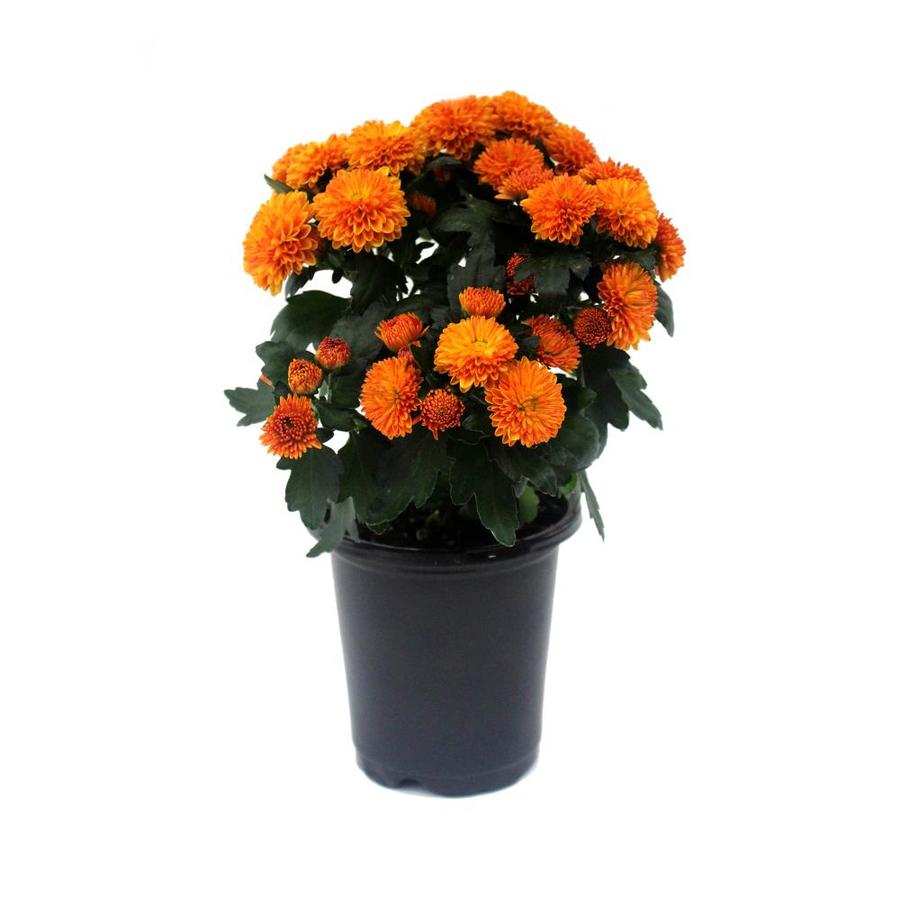 1-Pint Orange Orange Mum in Planter at Lowes.com