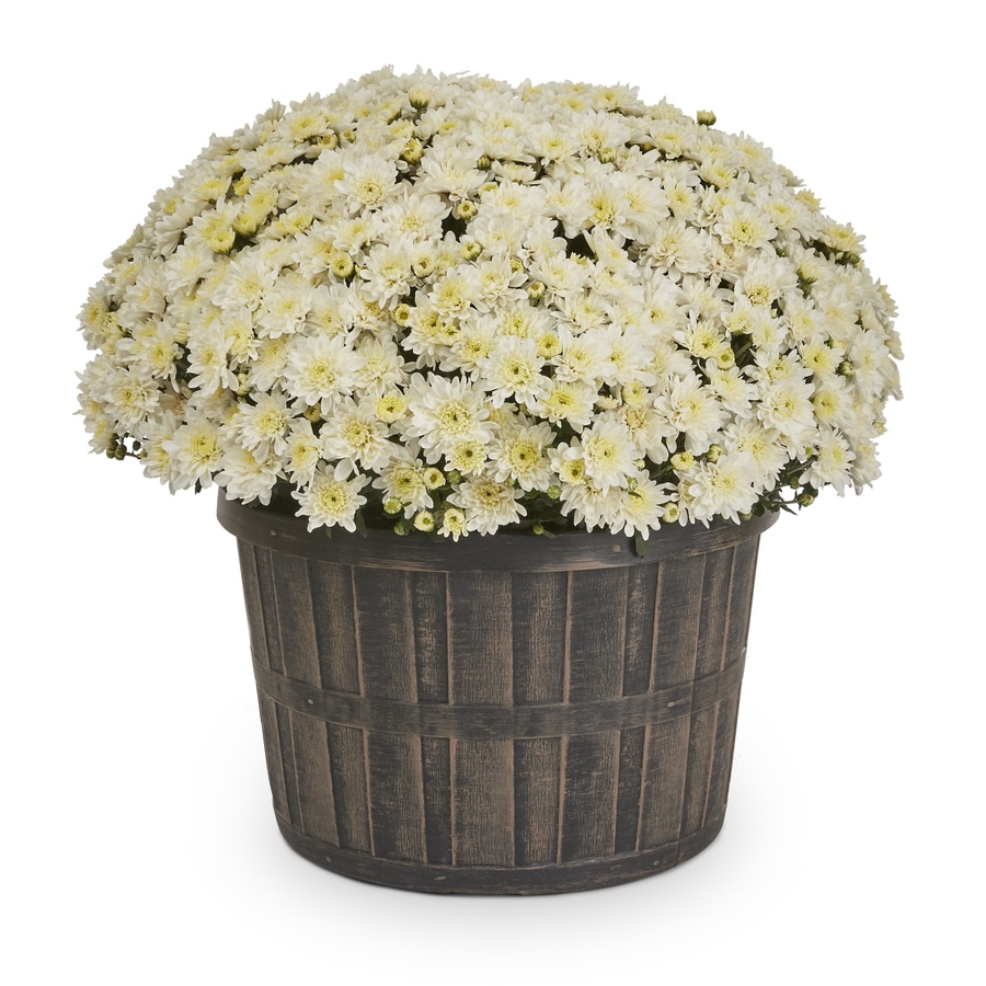 3-Gallon White Mum in Pot in the Annuals department at Lowes.com