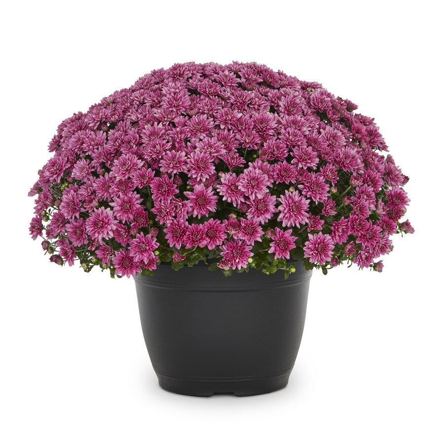 1.75-Gallon Purple Mum in Planter in the Annuals department at Lowes.com