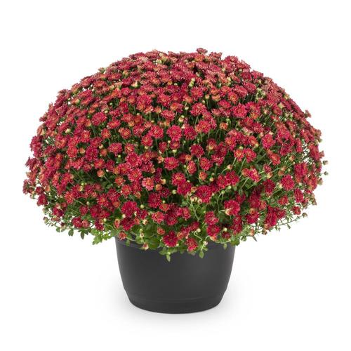 1.75-Gallon Red Mum in Planter at Lowes.com