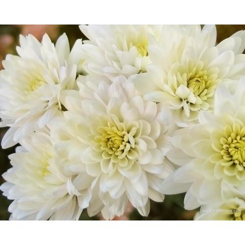 3-Gallon White Mum in Planter in the Annuals department at Lowes.com