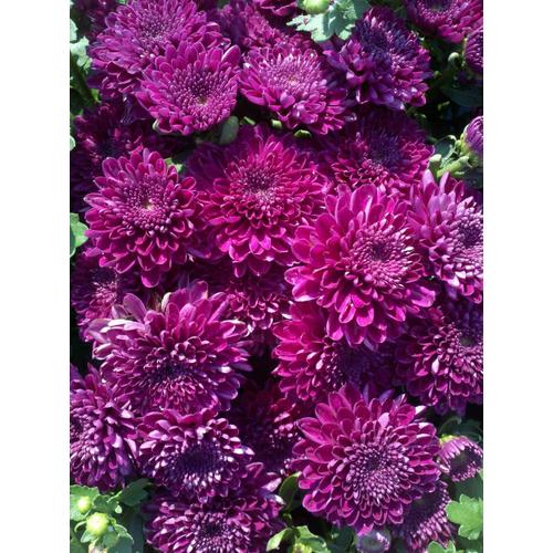 3-Quart Purple Mum in Pot at Lowes.com