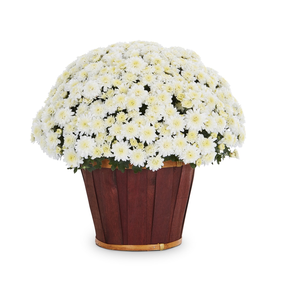 3-Quart White Mum in Pot at Lowes.com