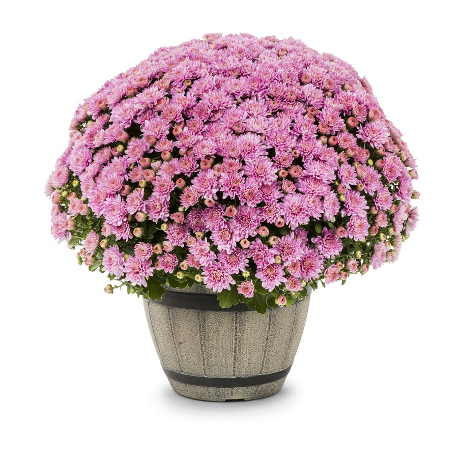 3-Quart Pink Mum in Pot at Lowes.com
