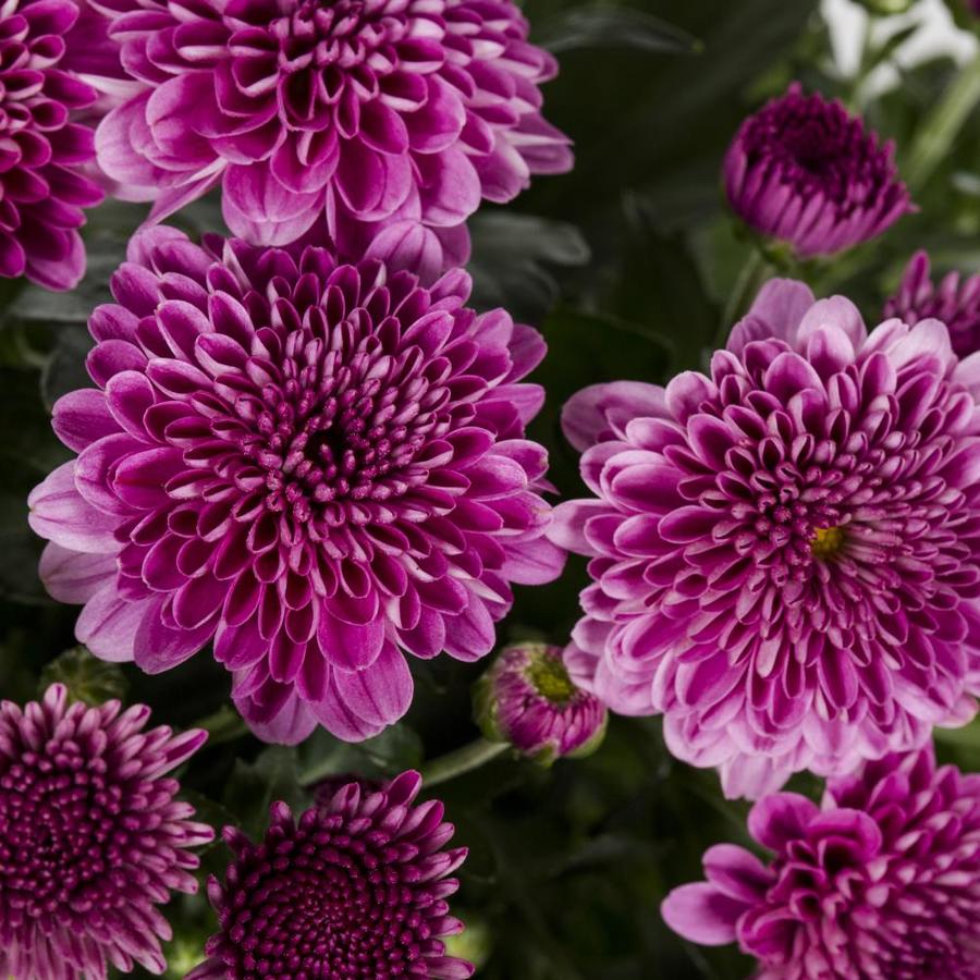 3-Quart Purple Mum in Pot in the Annuals department at Lowes.com