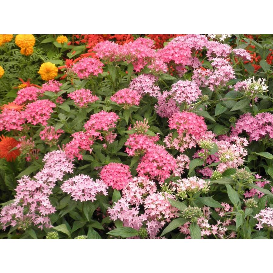 1.56-Pint Multicolor Pentas in Pot in the Annuals department at Lowes.com
