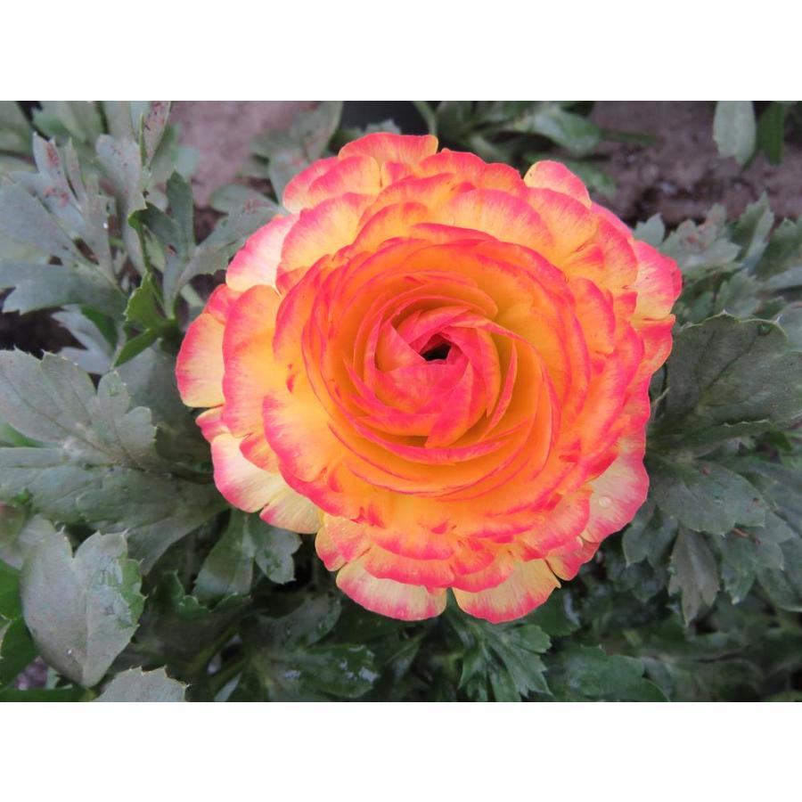 3-Quart Multicolor Ranunculus in Pot in the Annuals department at Lowes.com