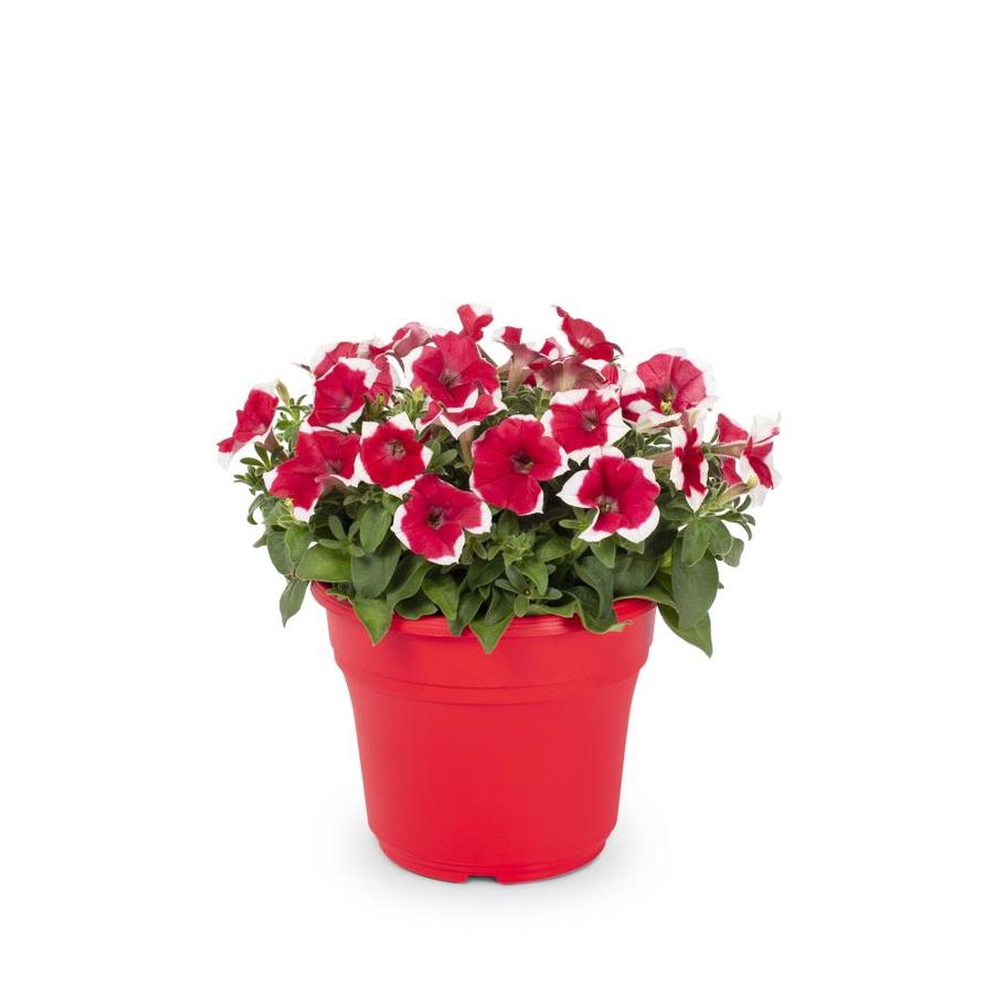 2.35-Quart Red Petunia in Pot at Lowes.com