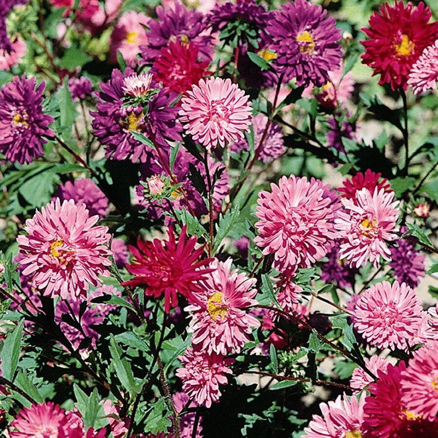 Seeds of Change Giant Princess Aster Organic Flower Seed Packet at ...