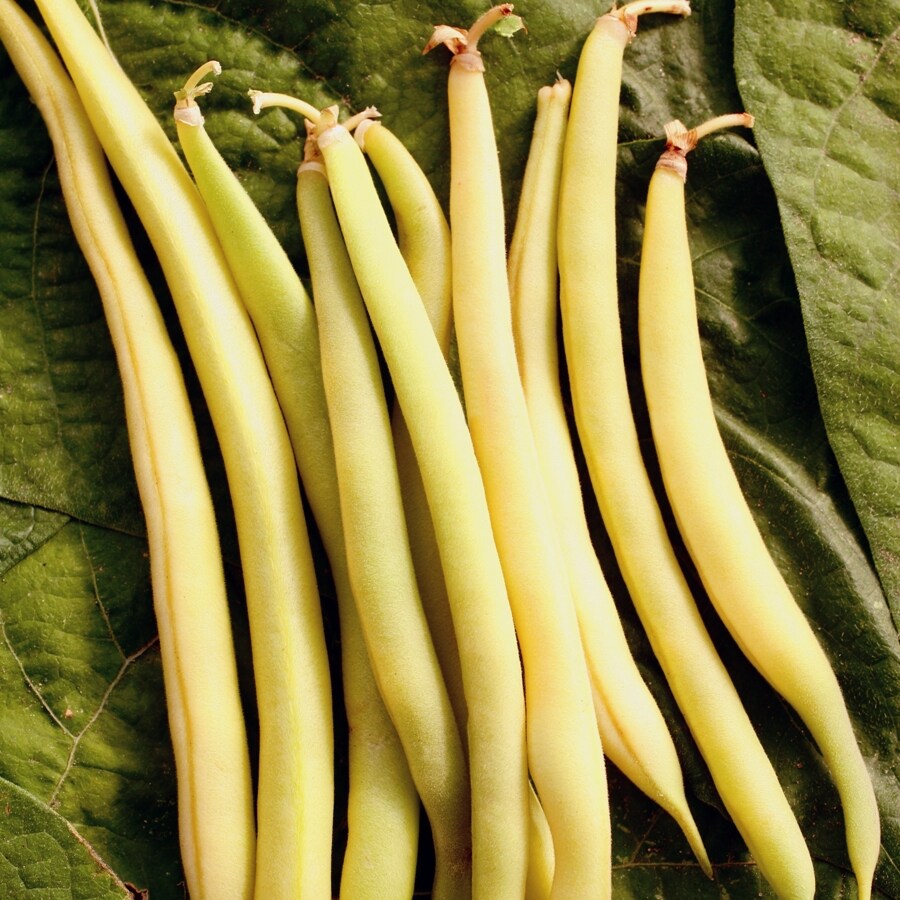 Seeds of Change Gold Rush Beans Organic Vegetable Seed Packet at Lowes.com