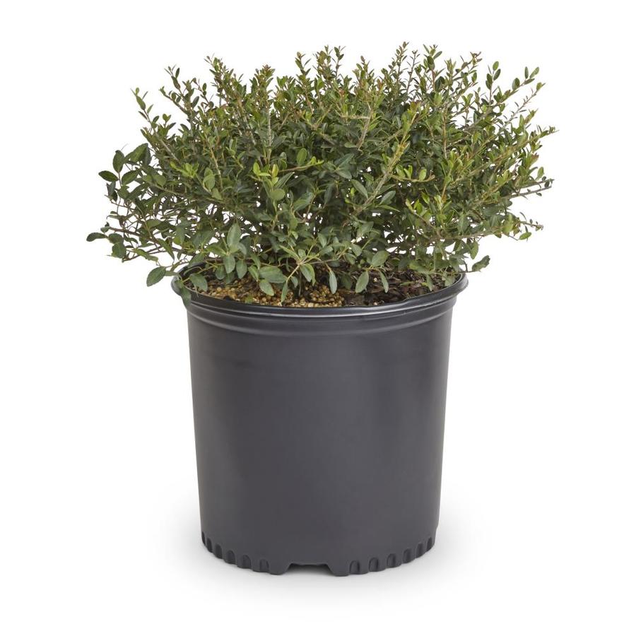 2.25-Gallon Schillings Yaupon Holly Foundation/Hedge Shrub in Pot ...