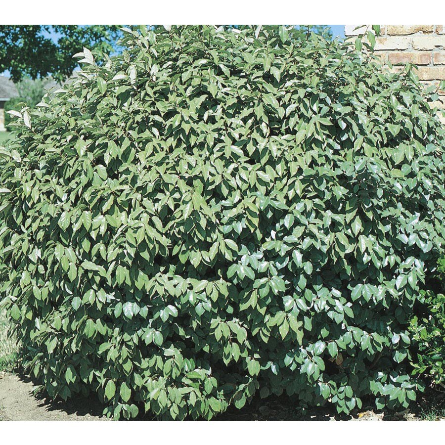 2.5-Quart Silverthorn Foundation/Hedge Shrub in Pot (L9248) at Lowes.com