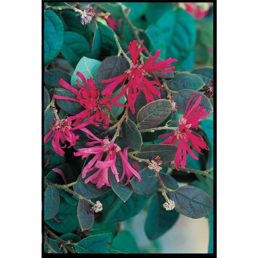 Pink Chinese Fringe-flower Accent Shrub in Pot (With Soil) (L7192) at ...