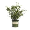Monrovia 3-Gallon Red Evergreen Distylium Foundation/Hedge Shrub in Pot ...