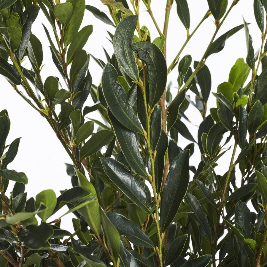 Monrovia 3-Gallon Red Evergreen Distylium Foundation/Hedge Shrub in Pot ...