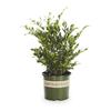 Monrovia 3-Gallon Red Evergreen Distylium Foundation/Hedge Shrub in Pot ...