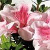 Encore Azalea 1-Gallon Multicolor Azalea Flowering Shrub in Pot at ...