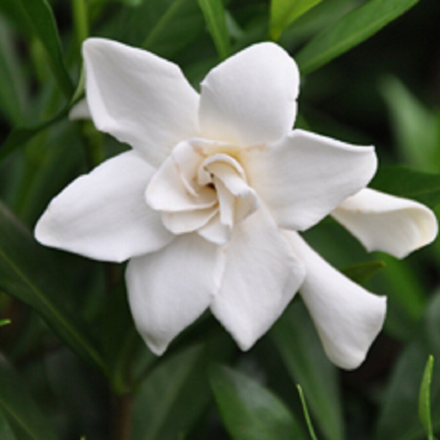 2.5-Quart White Gardenia Flowering Shrub in Pot at Lowes.com
