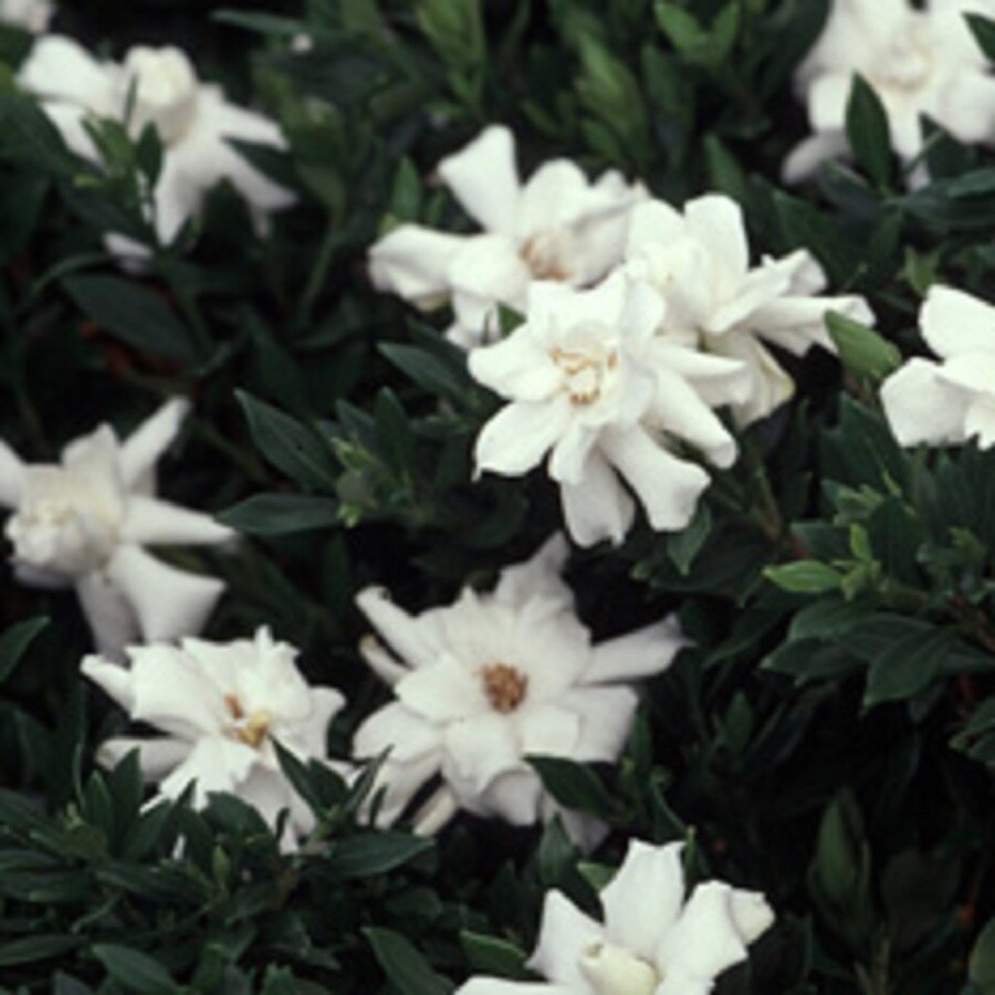 2.5-Quart White Gardenia Flowering Shrub in Pot at Lowes.com