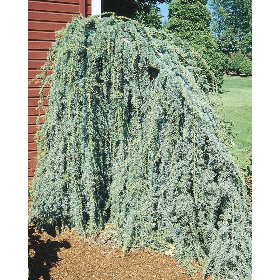 19.5-Gallon Weeping Blue Atlas Cedar Feature Tree (L8098) at Lowes.com