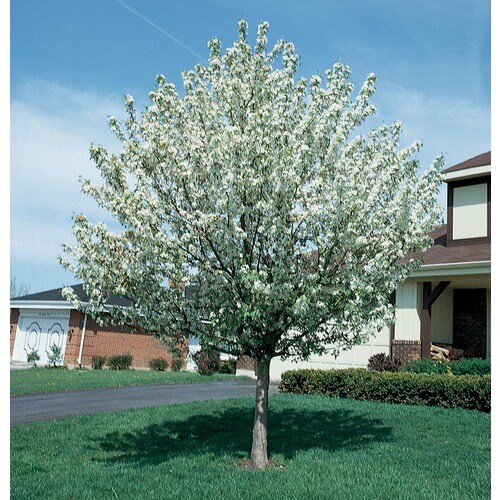 5.98-Gallon Snowdrift Crabapple Flowering Tree (L3205) at Lowes.com