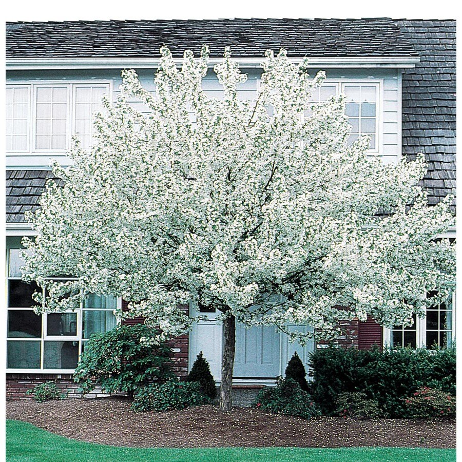 5.98-Gallon Spring Snow Crabapple Flowering Tree (L3593) in the Trees ...